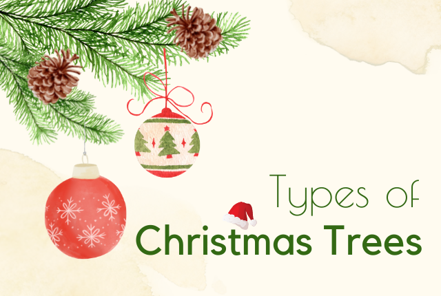 Top 10 Types Of Christmas Trees: How To Choose The One For You?