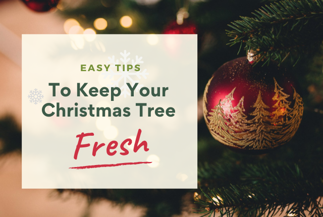 How To Keep A Christmas Tree Alive: 6 Easy Tips To Keep Your Tree Fresh ...